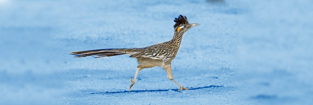 Meep! Meep! – Roadrunner Service GmbH